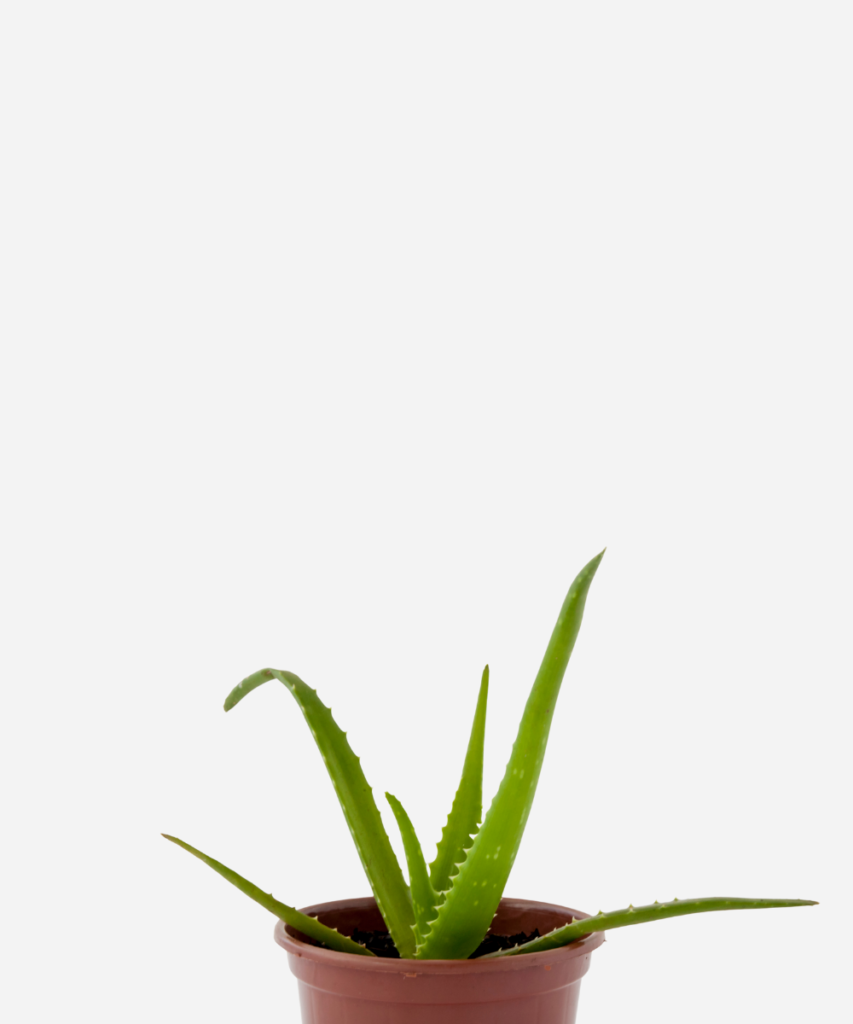 Babosa Safari Orang (ANDora) (Aloe x hybrida) – Sabor de Fazenda