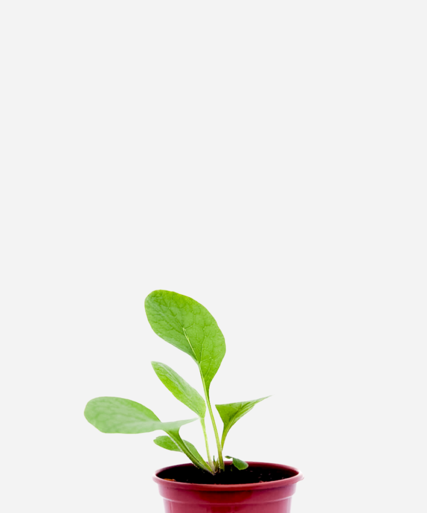 Confrei (Symphytum officinale) – Sabor de Fazenda