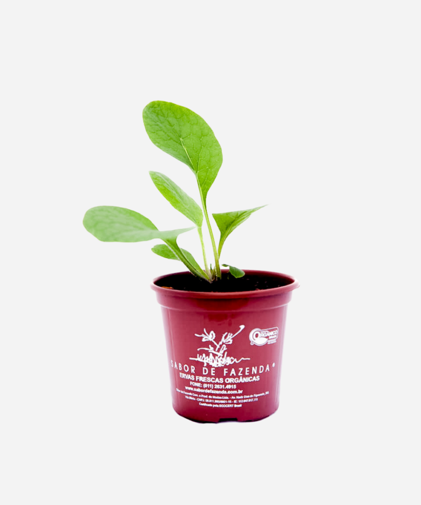 Confrei (Symphytum officinale) – Sabor de Fazenda