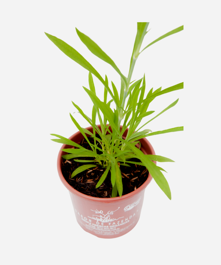 Cravina (Dianthus chinensis) – Sabor de Fazenda