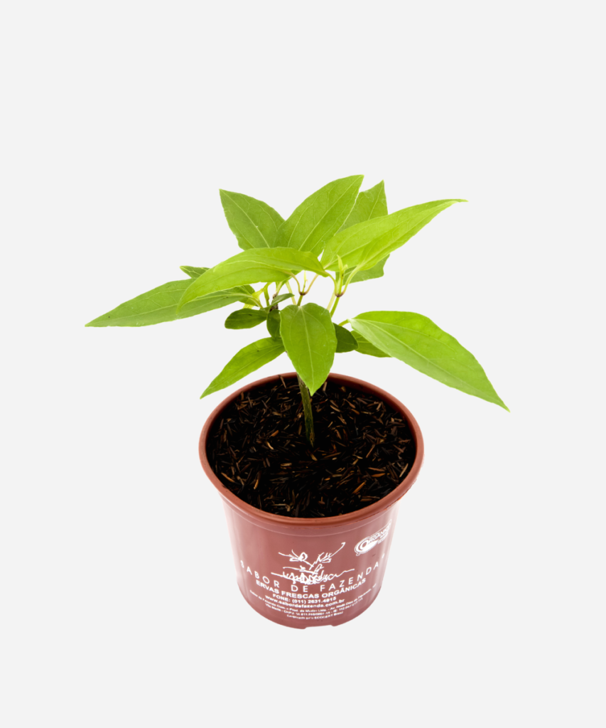 Guaco (Mikania glomerata) – Sabor de Fazenda