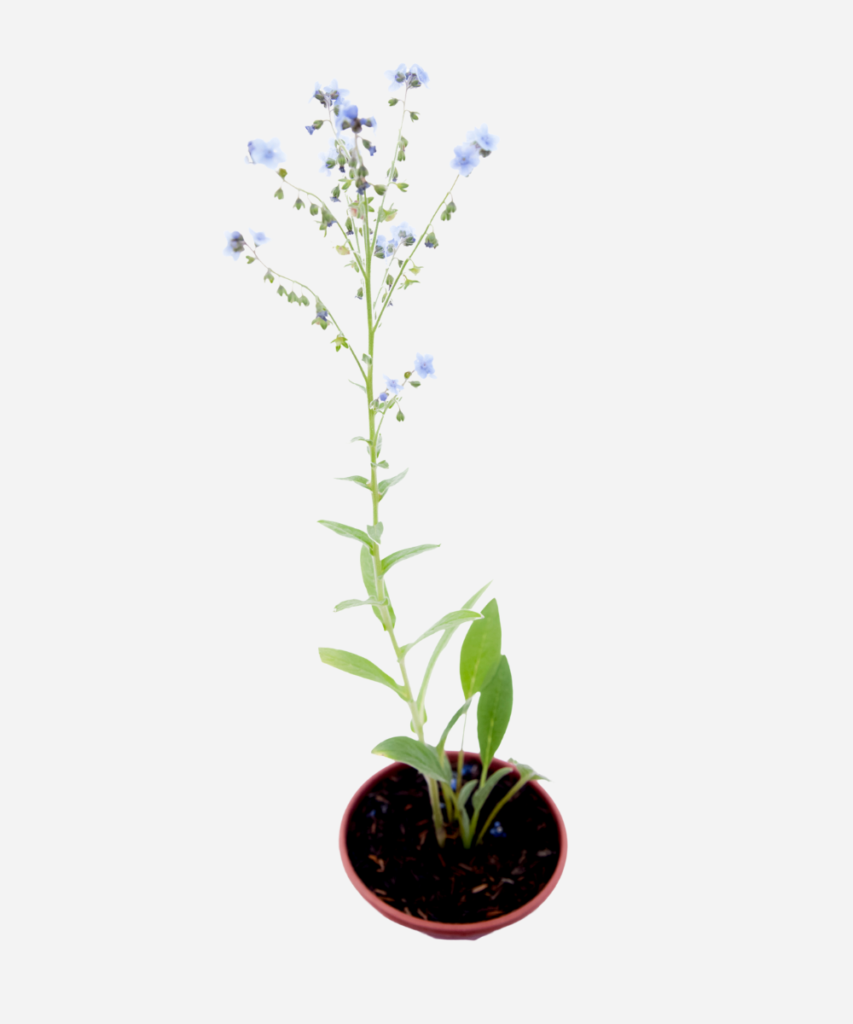 Miosótis (Myosotis spp.) – Sabor de Fazenda