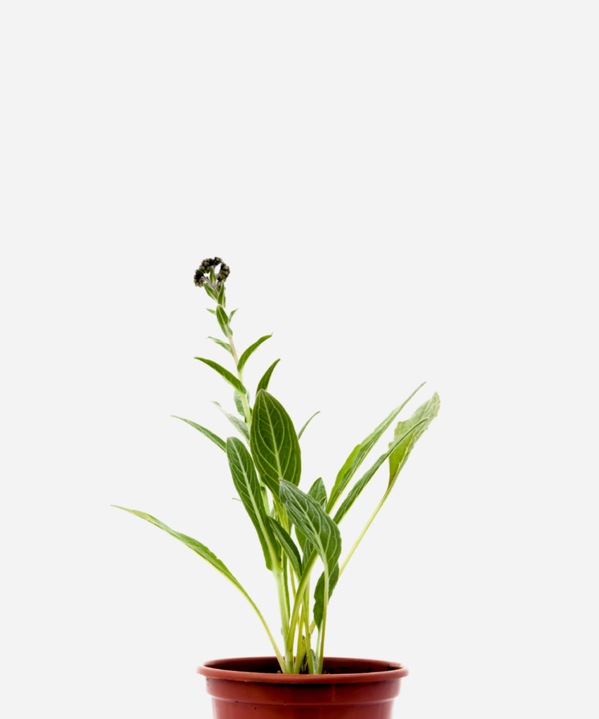 Miosótis (Myosotis spp.) – Sabor de Fazenda