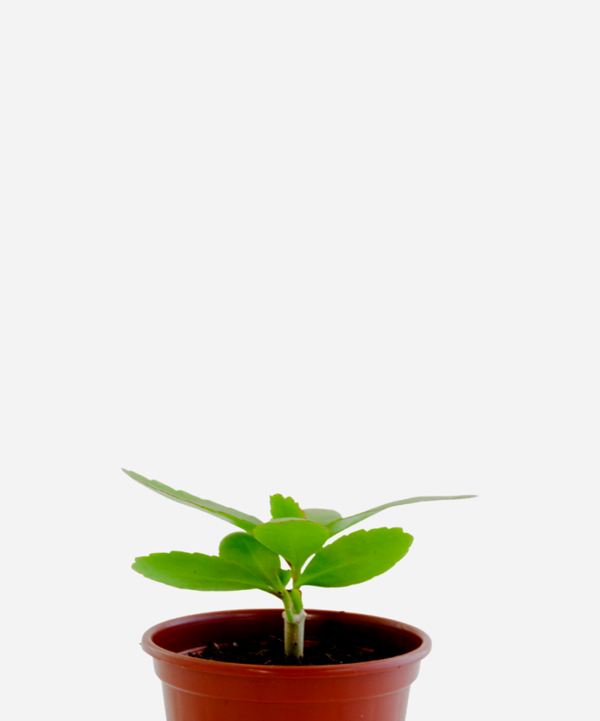 Saião (Kalanchoe pinnata) – Sabor de Fazenda